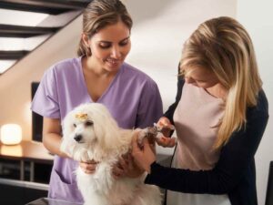 O que é pet care? Conheça os benefícios para seu pet - Blog Pet